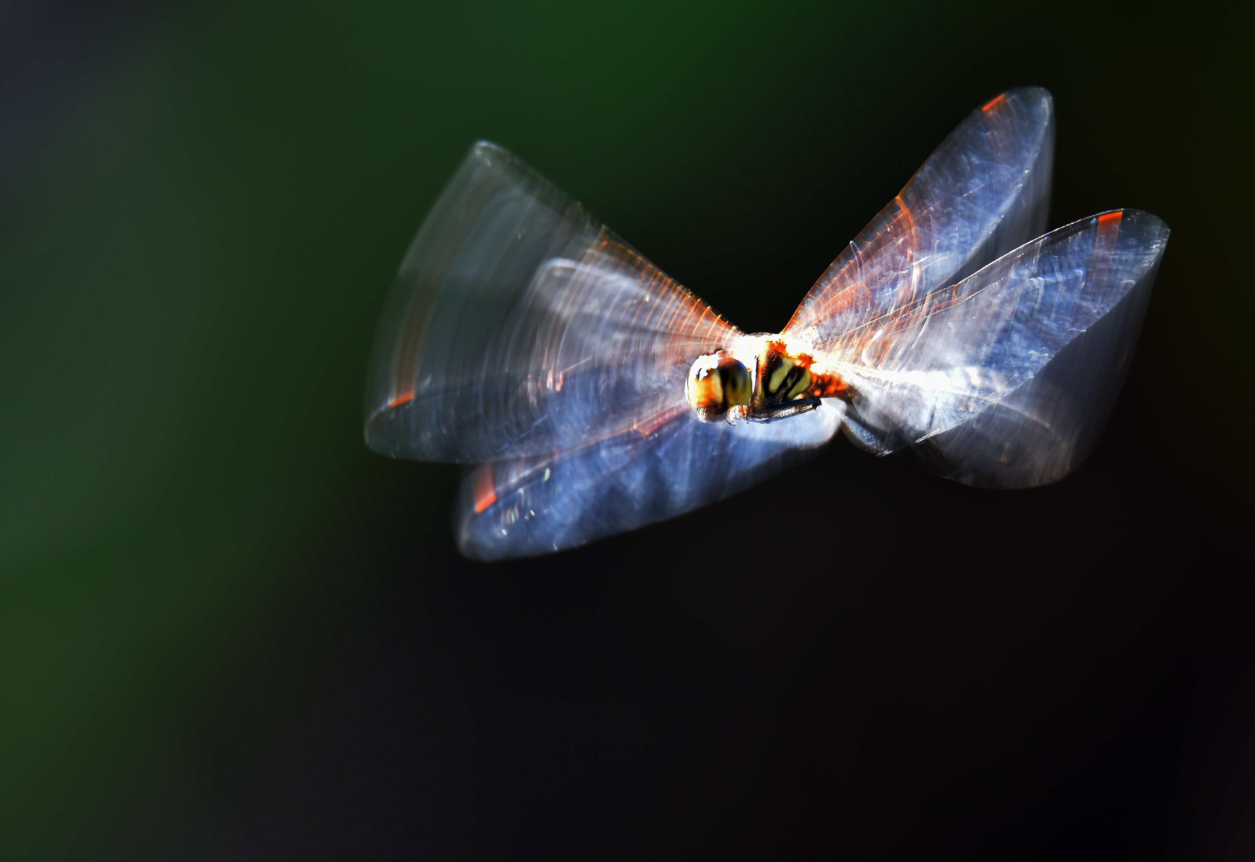 Dreams, on Gossamer Wings – by tkbrown